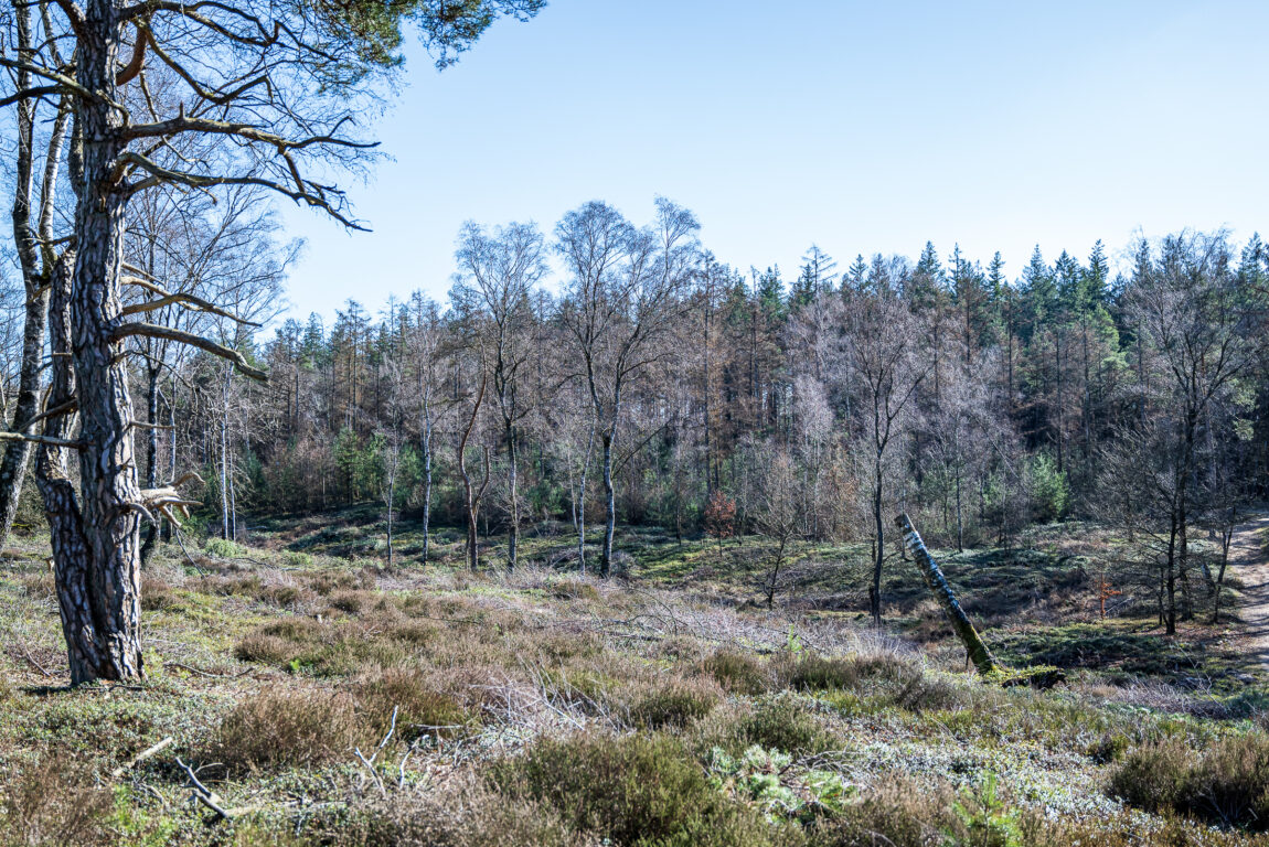 Klimmen naar de top van Holterberg | De Ontdekkers